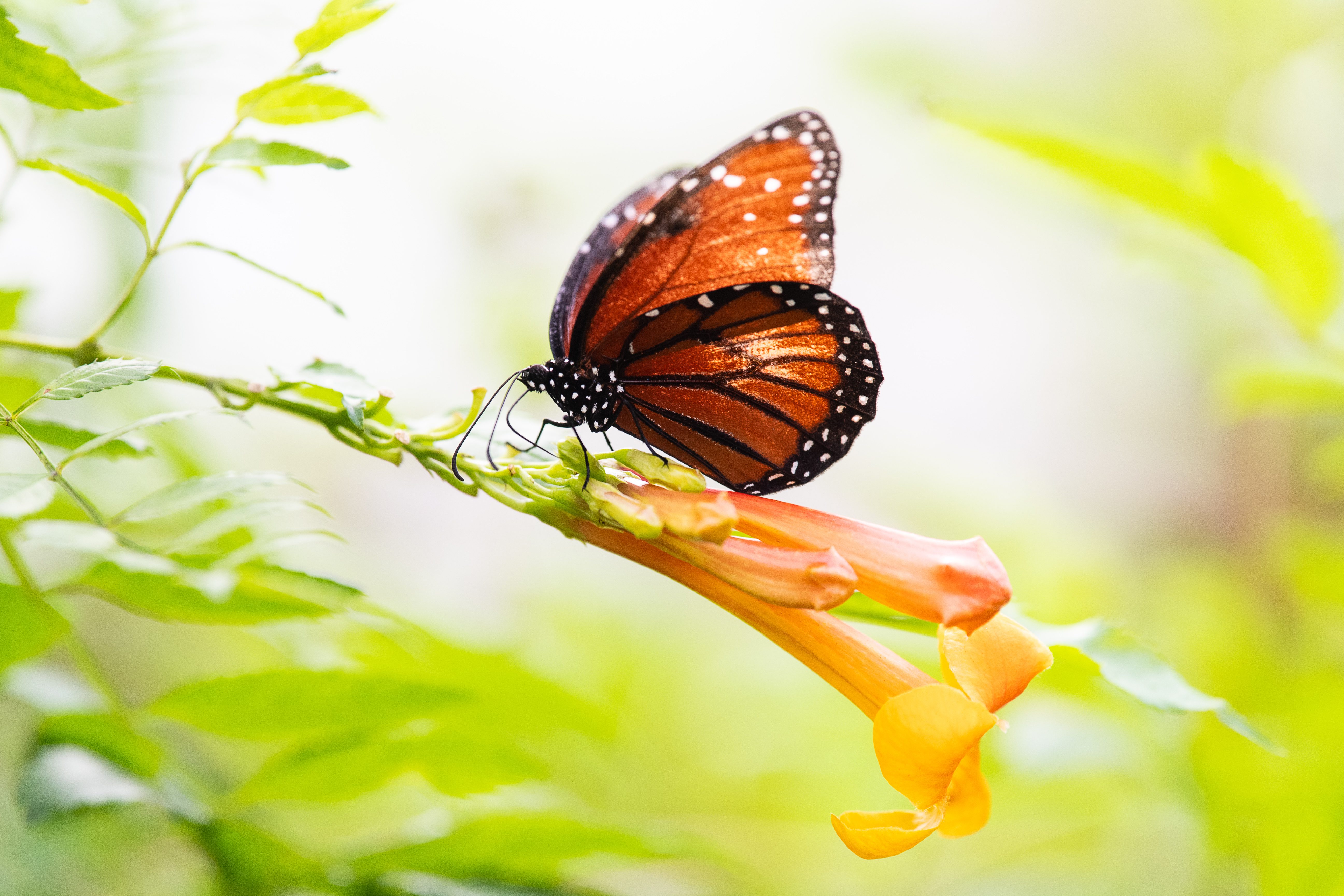 The Butterfly House – Cypress Gardens